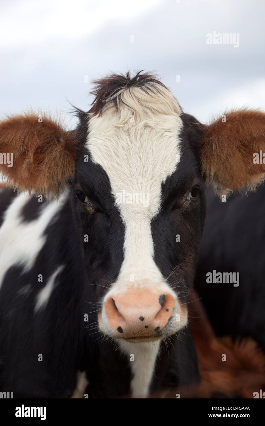 Close-up of Cows Face Stock Photo - Alamy