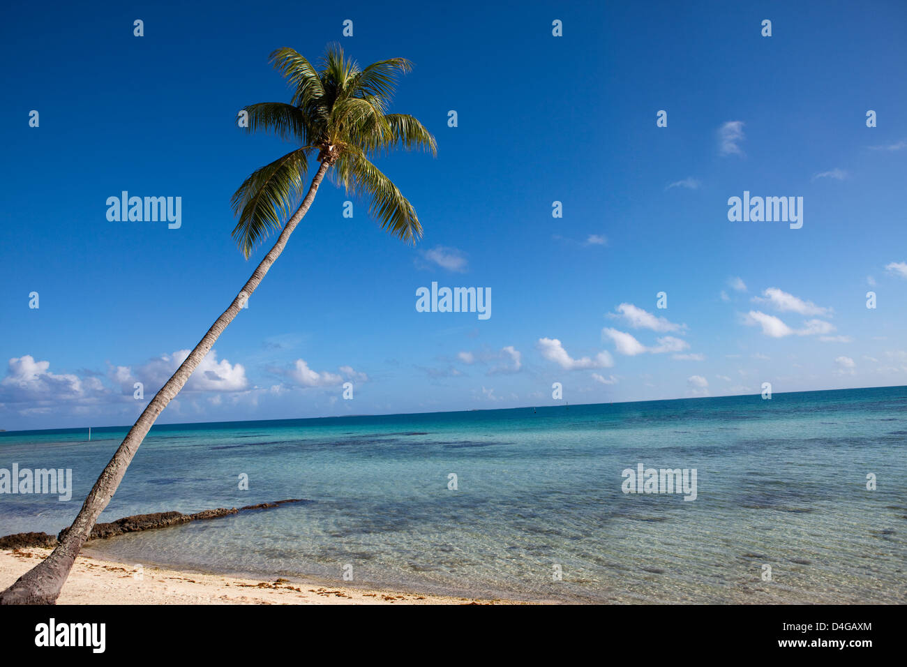 Palm tree over ocean Stock Photo - Alamy