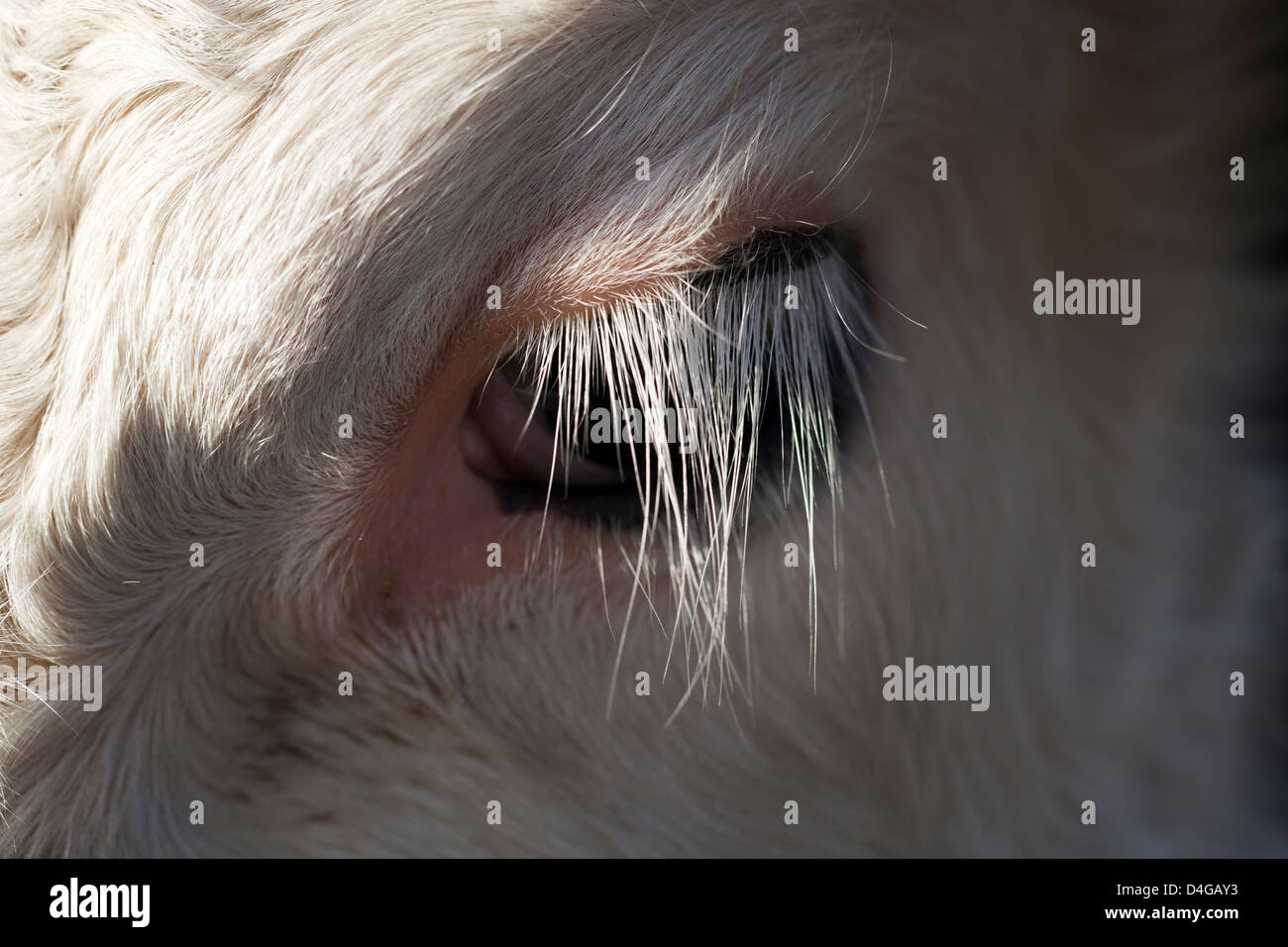 Close-up of Cows Eye Stock Photo - Alamy