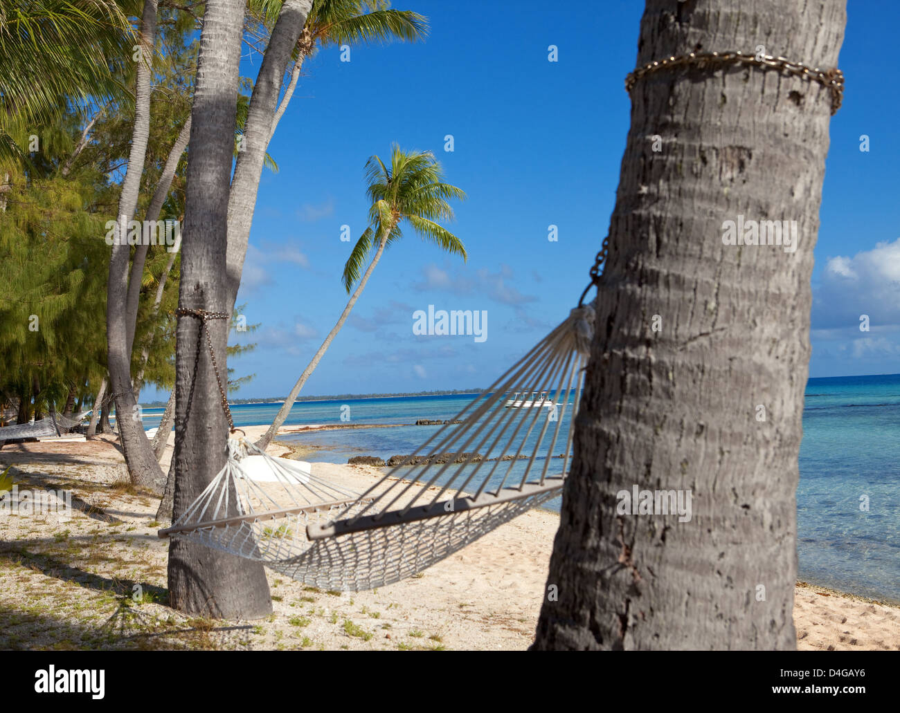 Hammock between palm trees Stock Photo - Alamy