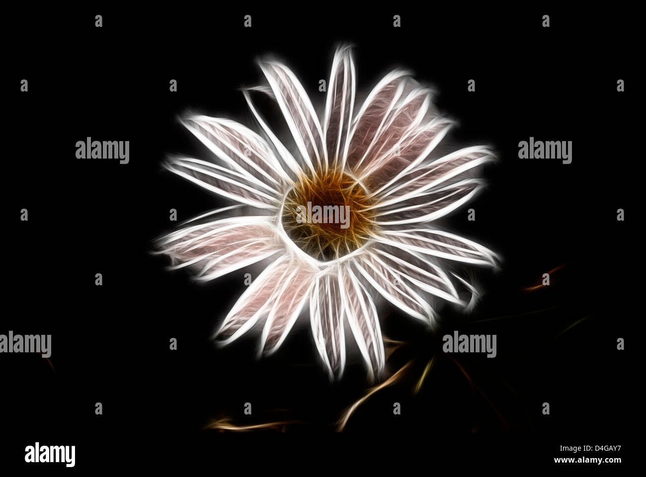 A fractal-like image of a daisy Stock Photo - Alamy