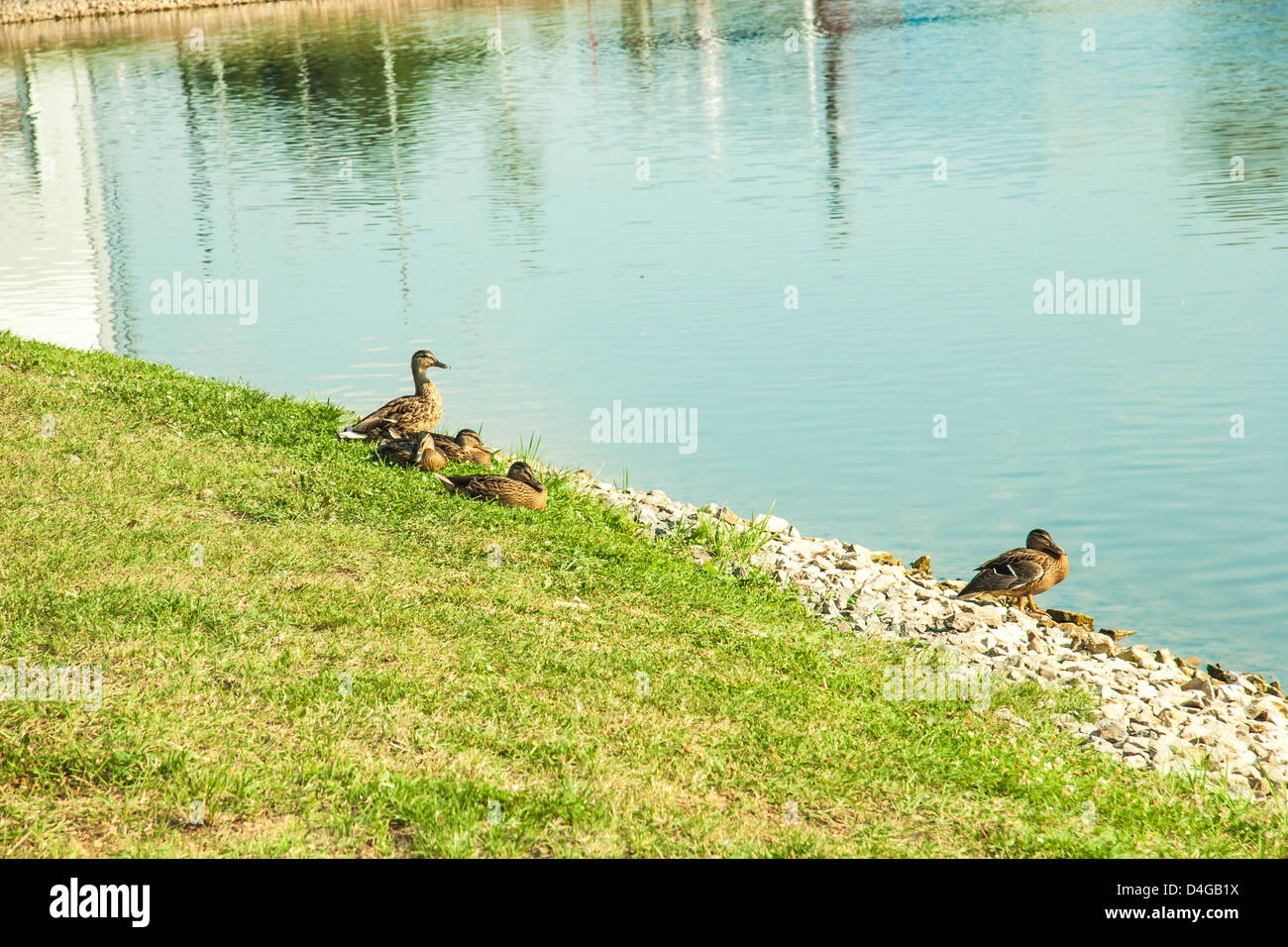 Spring park with ducks Stock Photo - Alamy