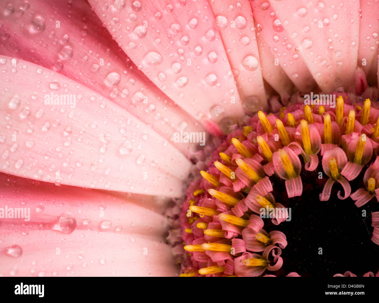 Red daisy macro with water droplets on the petals Stock Photo - Alamy
