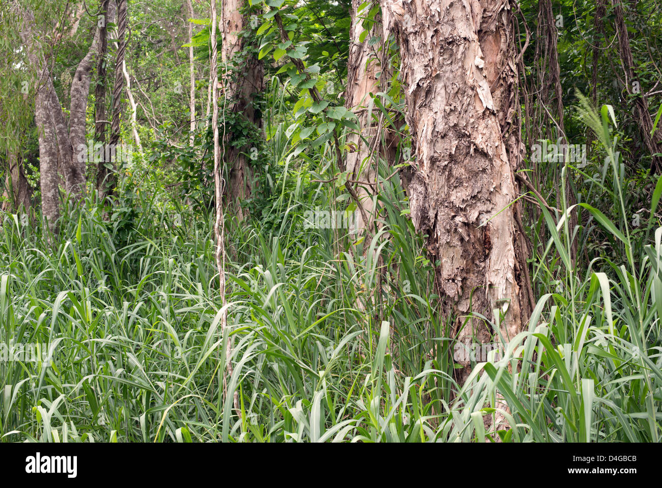 Paperbark trees, North Queensland Australia Stock Photo - Alamy