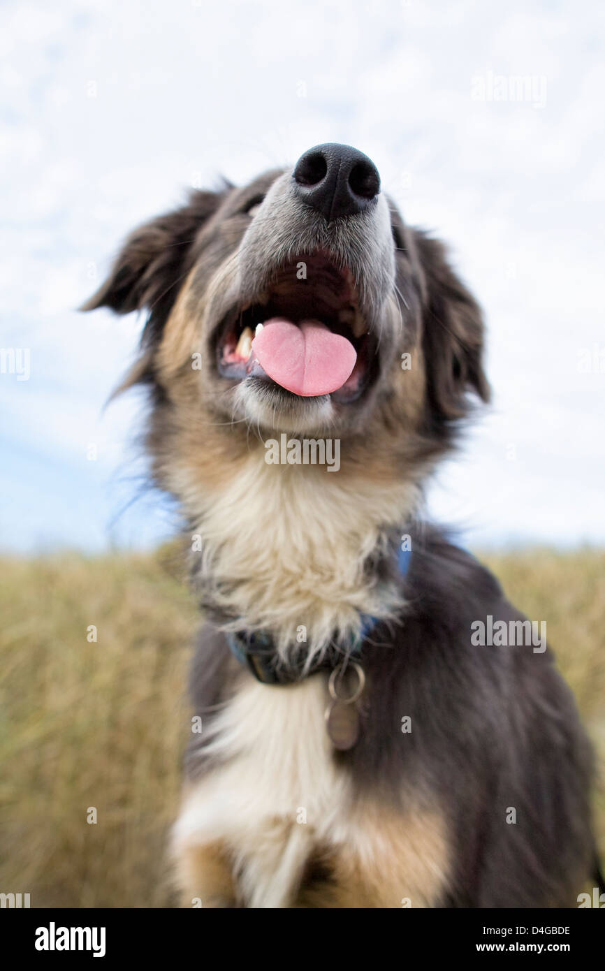 Outdoor Portrait of a Mongrel Dog Stock Photo - Alamy