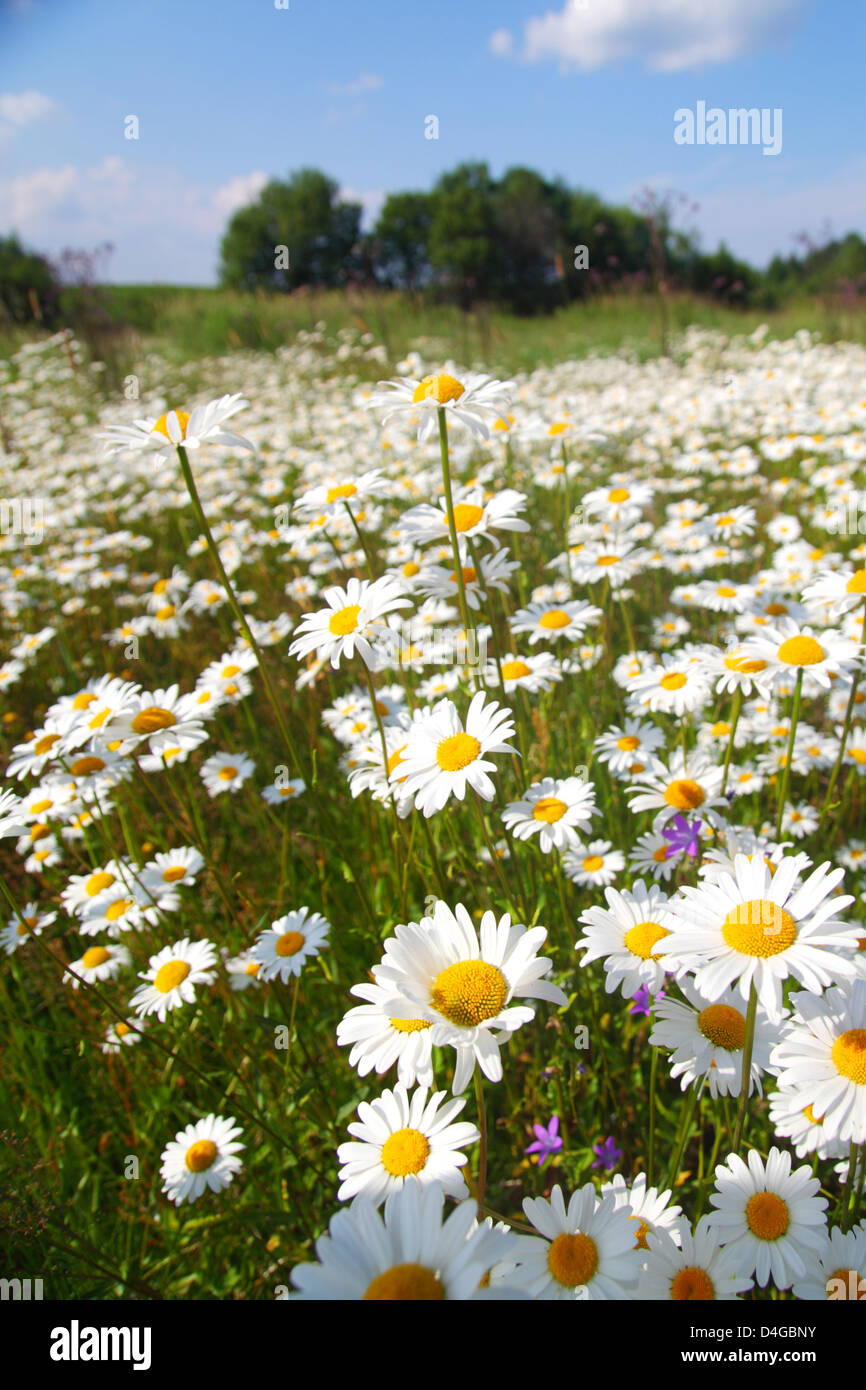field with white daisies under sunny sky Stock Photo - Alamy