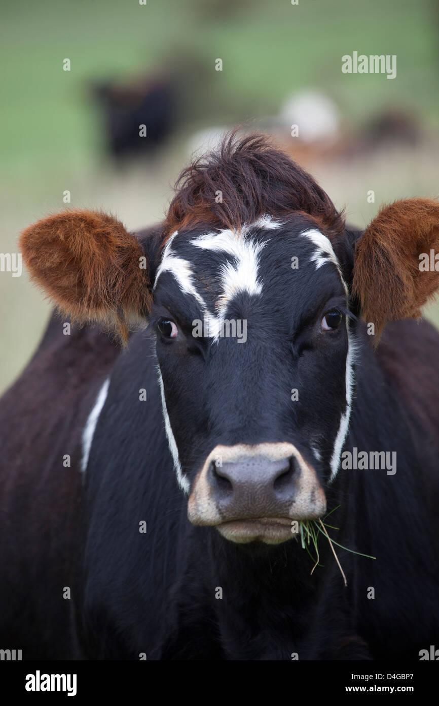 Close-up of Cows Face Stock Photo - Alamy