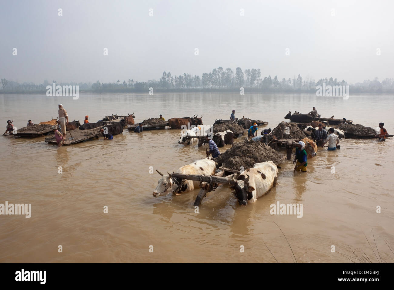 Male Indian laborers collecting sand from the river Beas in the Punjab ...