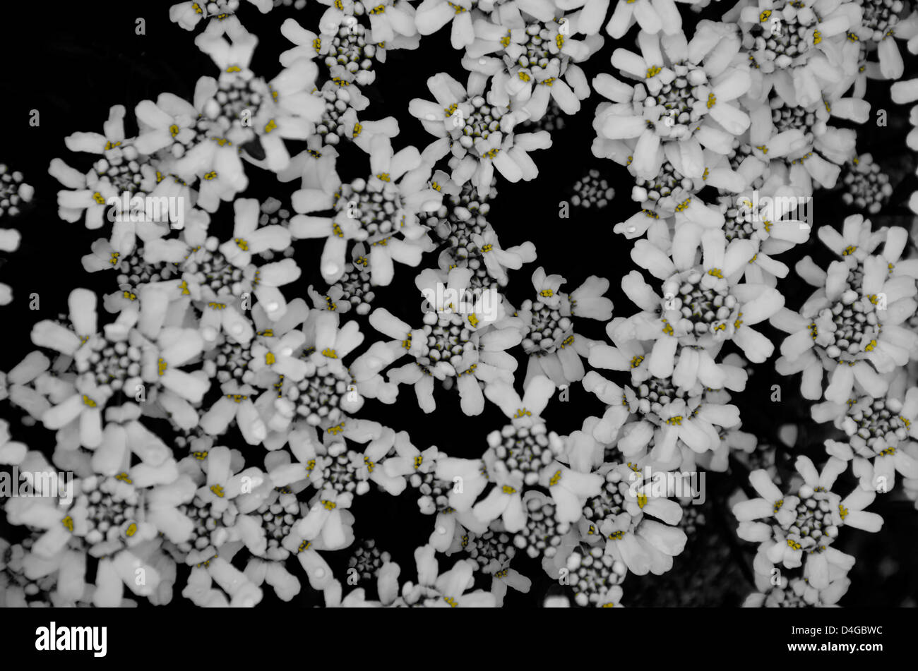 Beautiful spring flower scene Stock Photo - Alamy