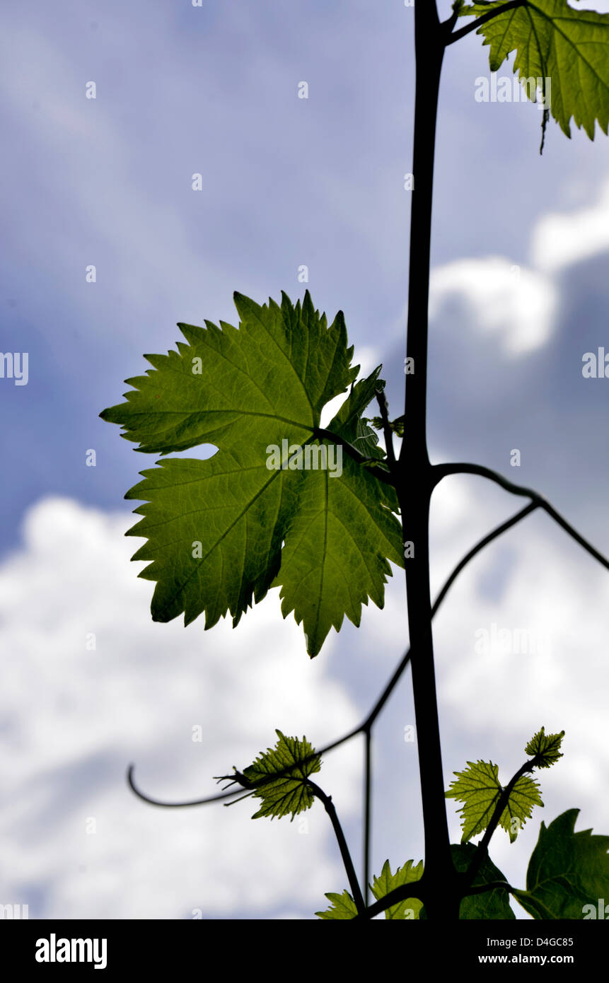 grape vine leaves Stock Photo - Alamy