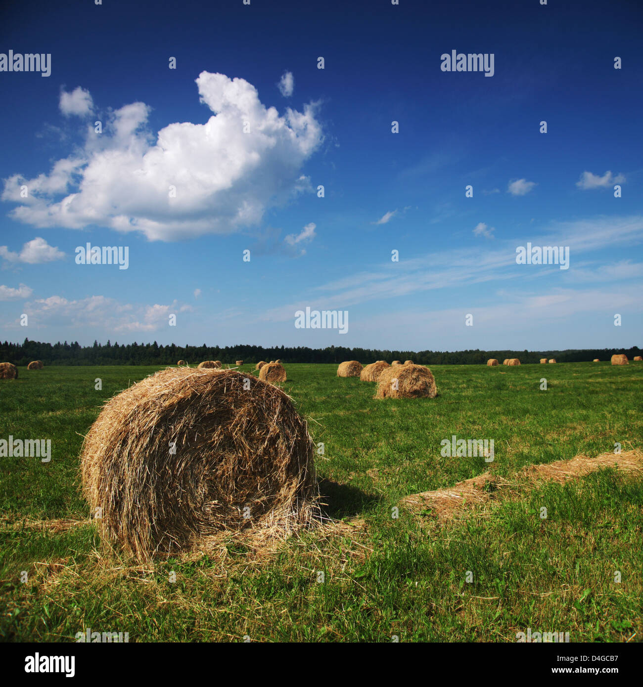 hay on field under blue sky Stock Photo - Alamy