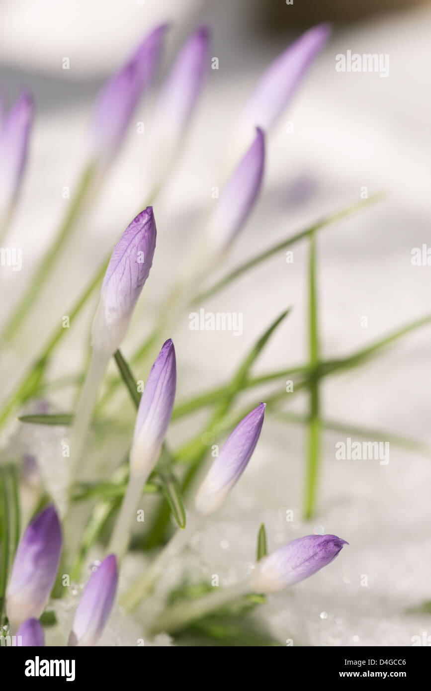 Crocuses and snow and peeping hi-res stock photography and images - Alamy