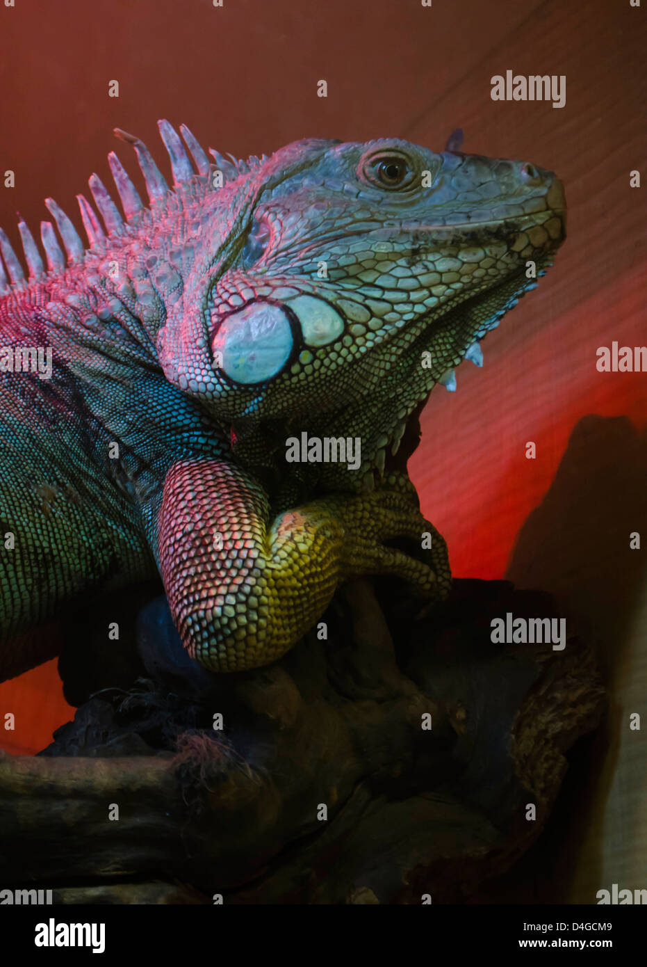 Iguana caribbean bonaire lizard hi-res stock photography and images - Alamy