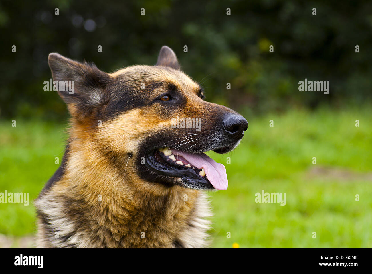 Side view lying german hi-res stock photography and images - Alamy