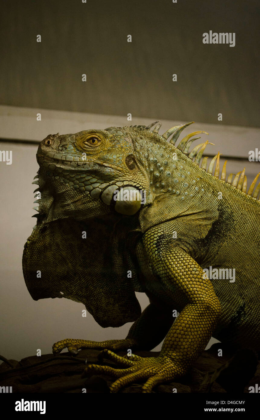 close up of green iguana Stock Photo - Alamy