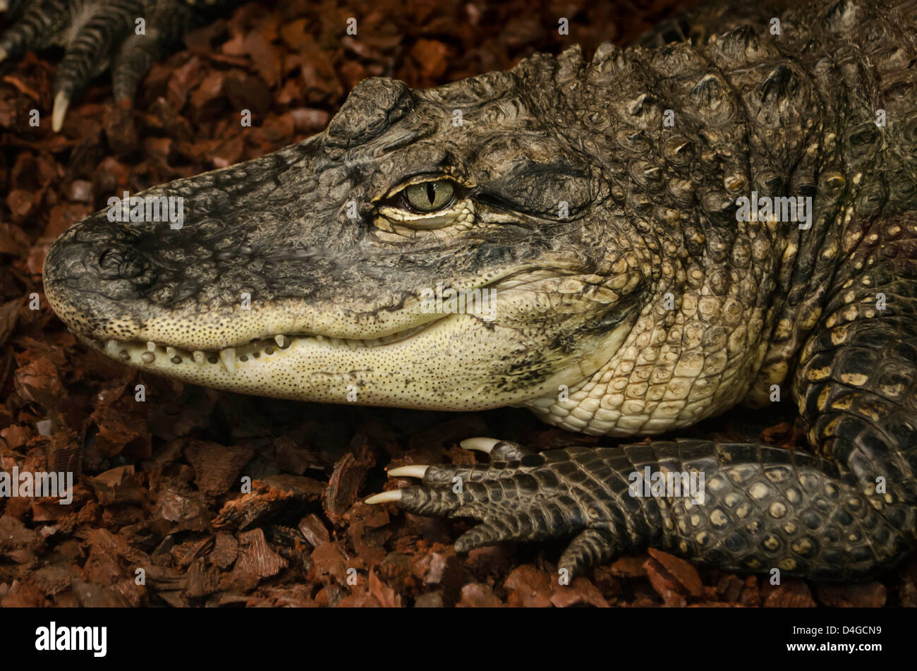 Alligator Eyes Close Up High Resolution Stock Photography and Images ...