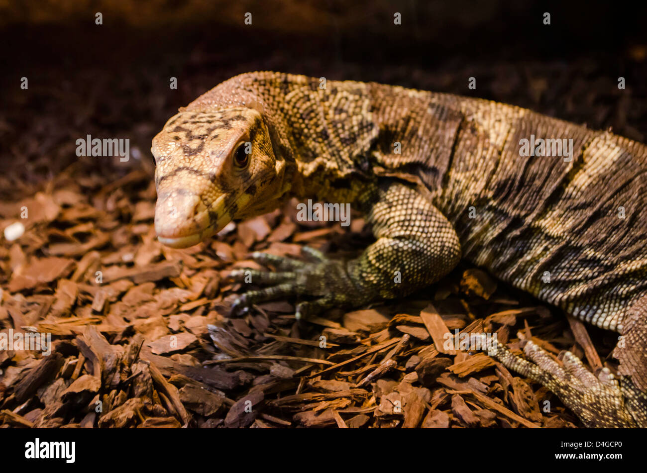 Spiked lizard hi-res stock photography and images - Alamy