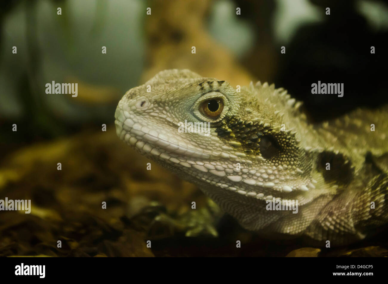 Rough skin lizard hi-res stock photography and images - Alamy