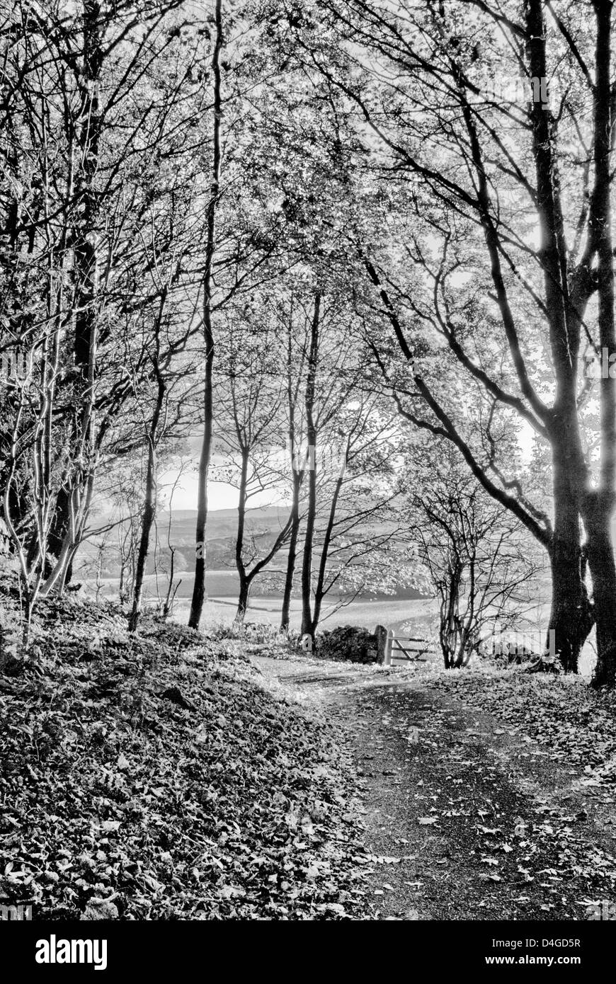 Country lane Black and White Stock Photos & Images - Alamy