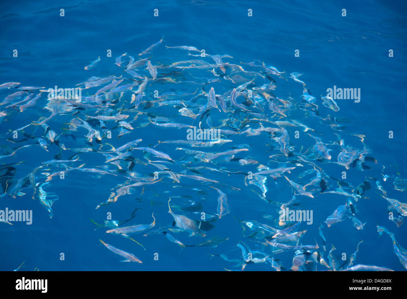 A rippled view of schooling jack mackerel, Trachurus symmetricus, just ...