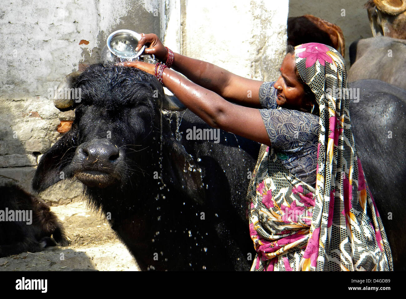 India, Bihar, Bodhgaya, buffalo washing Stock Photo - Alamy