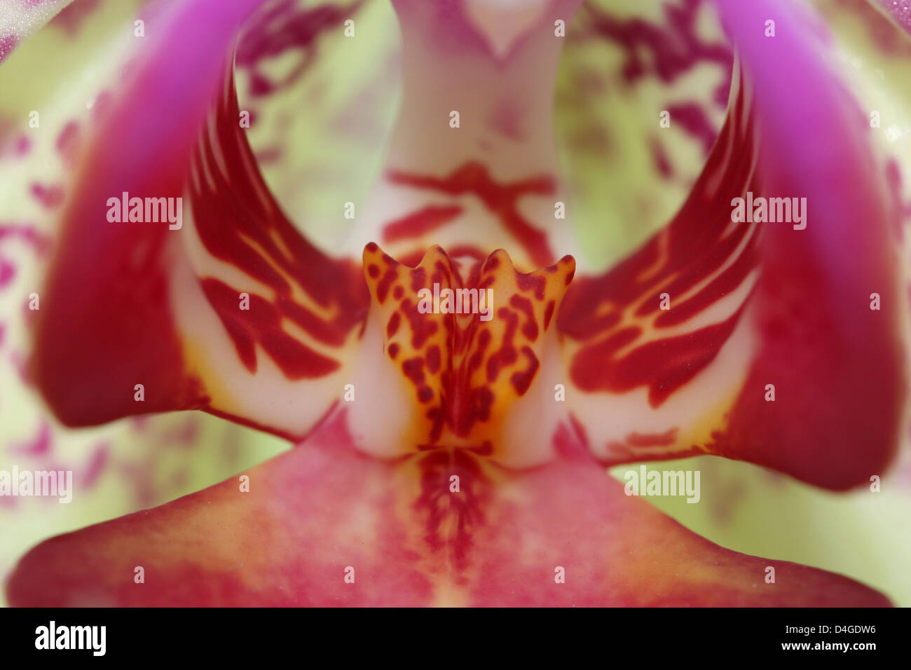 Orchid flower organs hi-res stock photography and images - Alamy