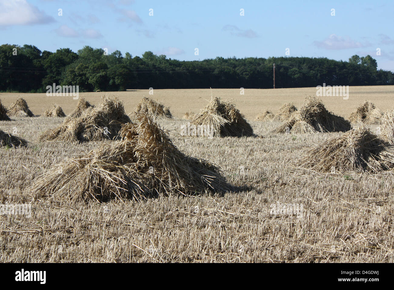 Wheat sheaves hi-res stock photography and images - Alamy