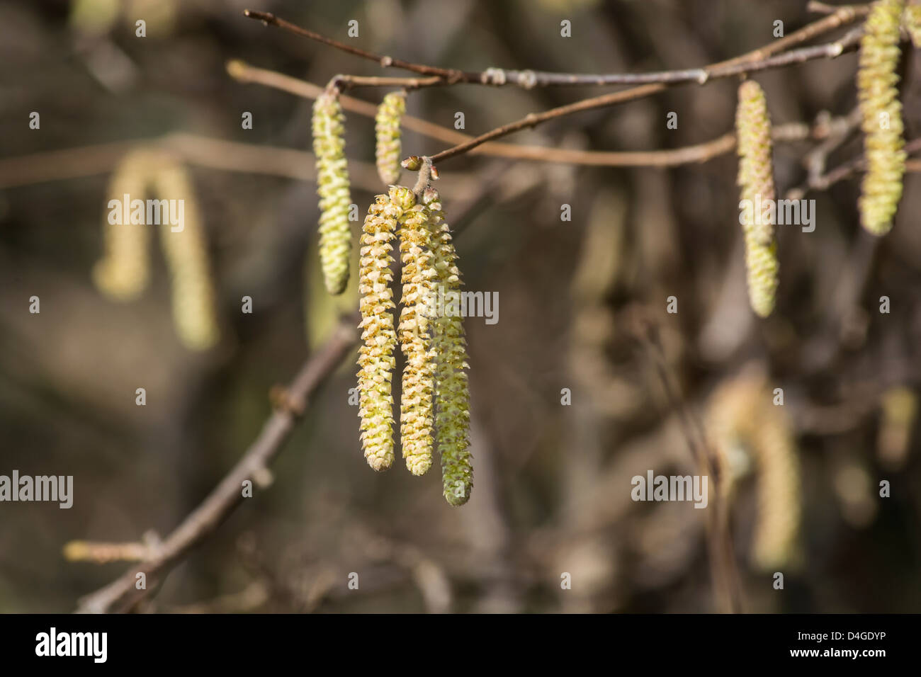 Male hazel flower hi-res stock photography and images - Alamy
