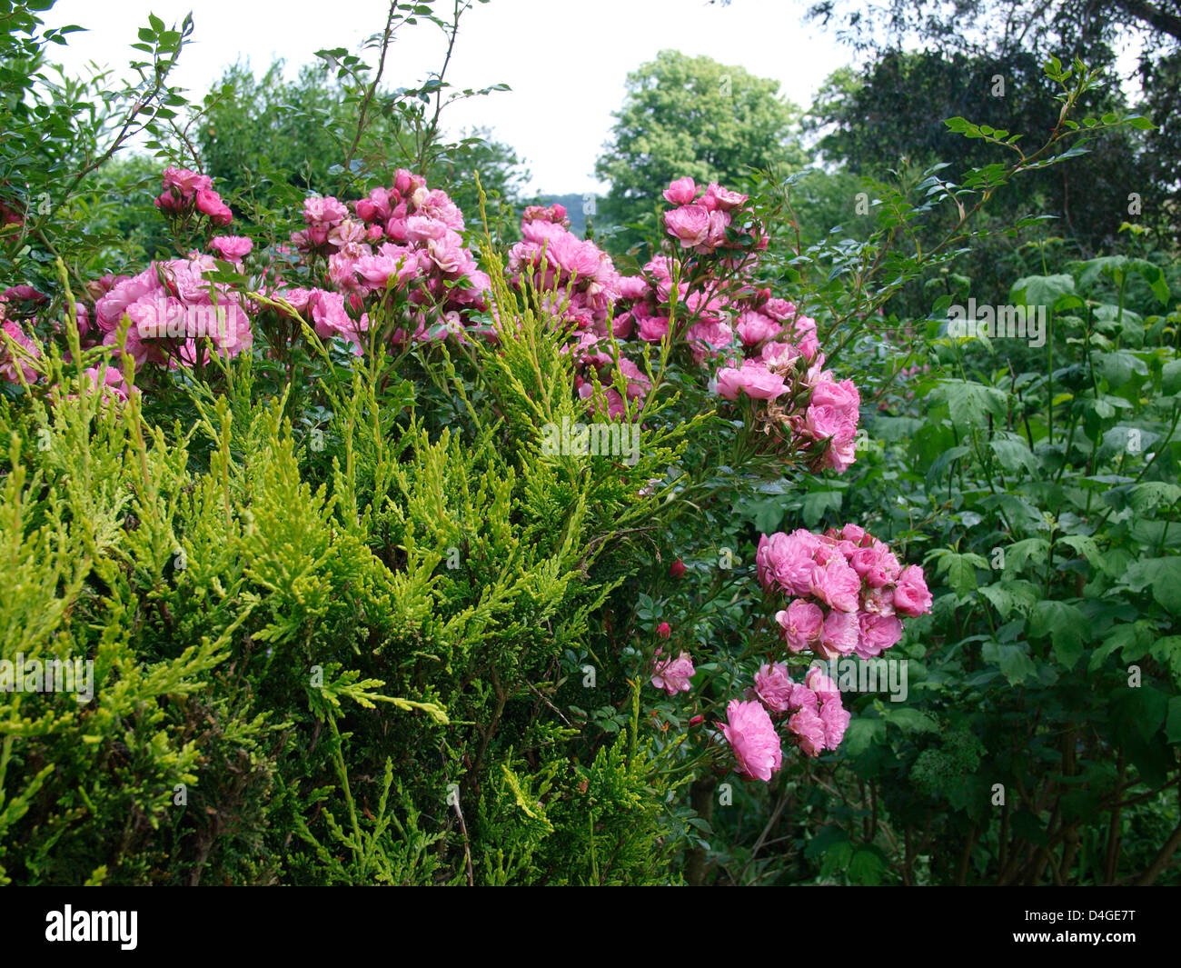 Pink roses growing from a hedge Stock Photo - Alamy