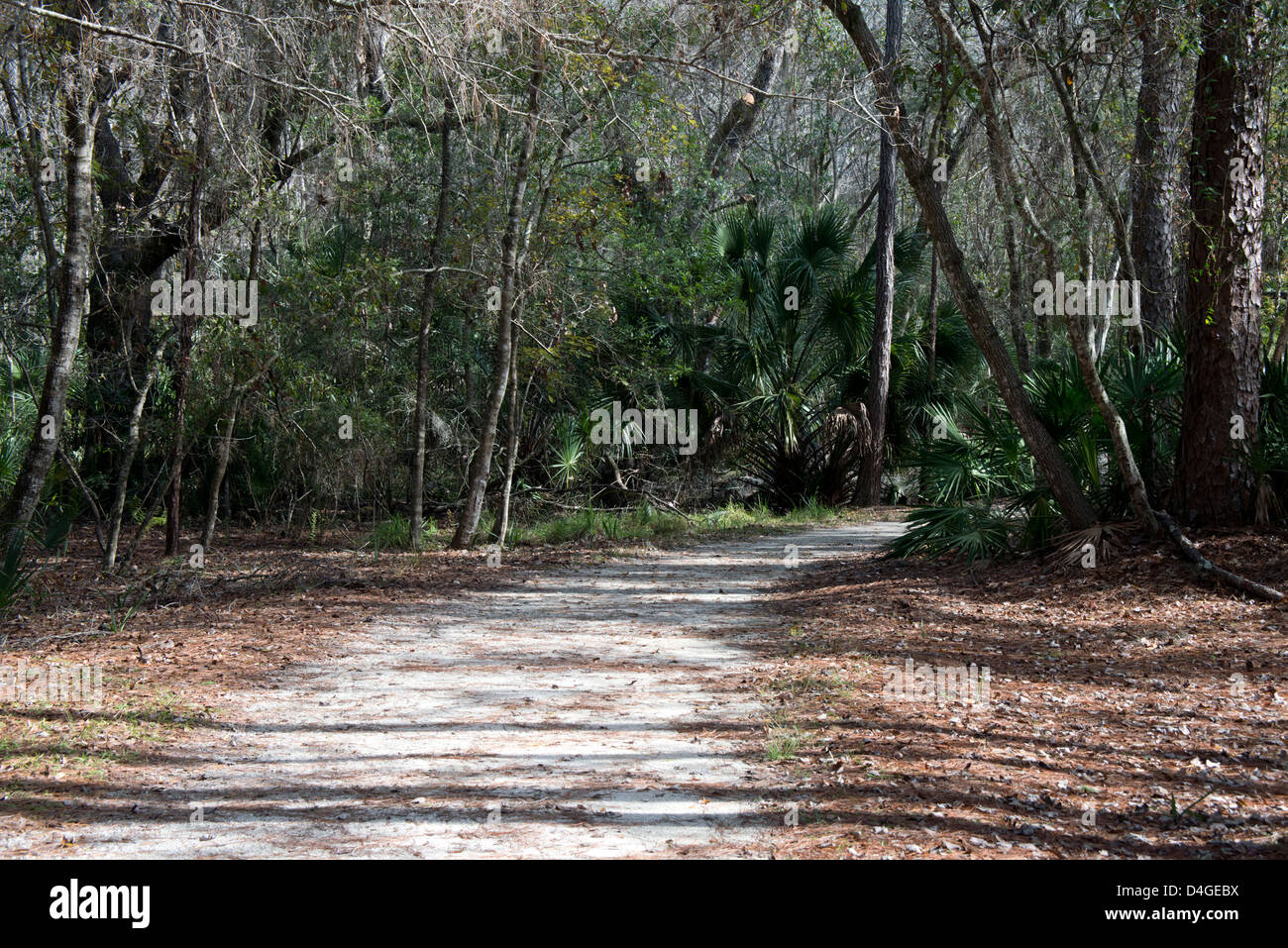 White gravel park path leading into lush, subtropical Florida woods in ...