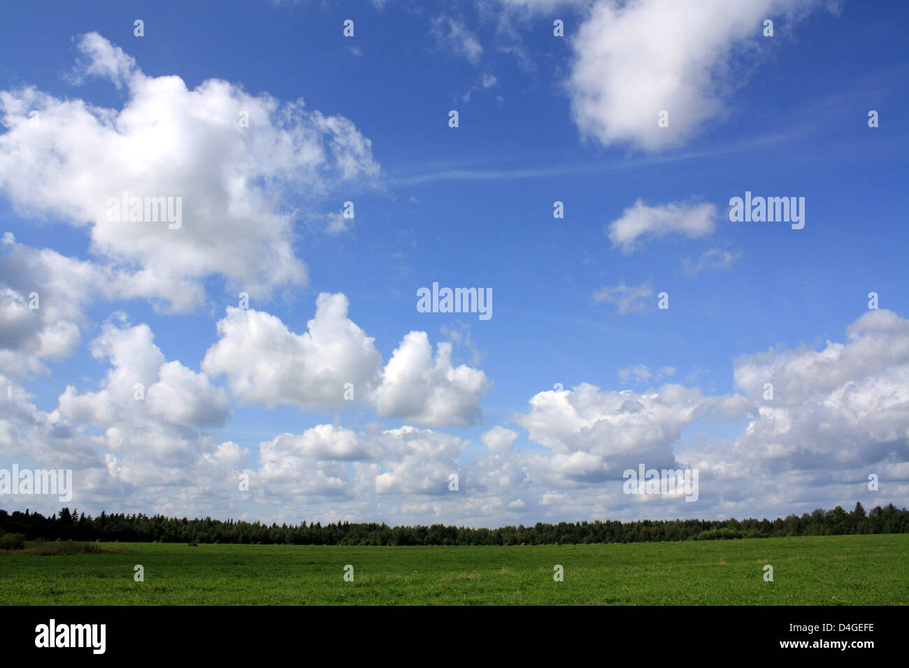 Clear summer day in the field and the sky with clouds Stock Photo - Alamy
