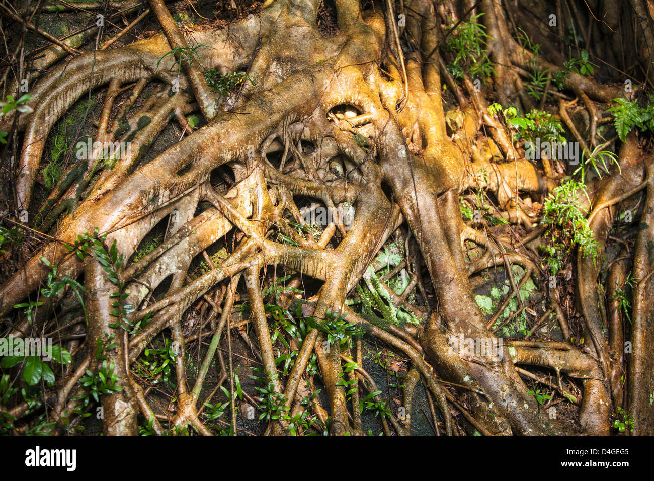 Roots Intertwined High Resolution Stock Photography and Images - Alamy