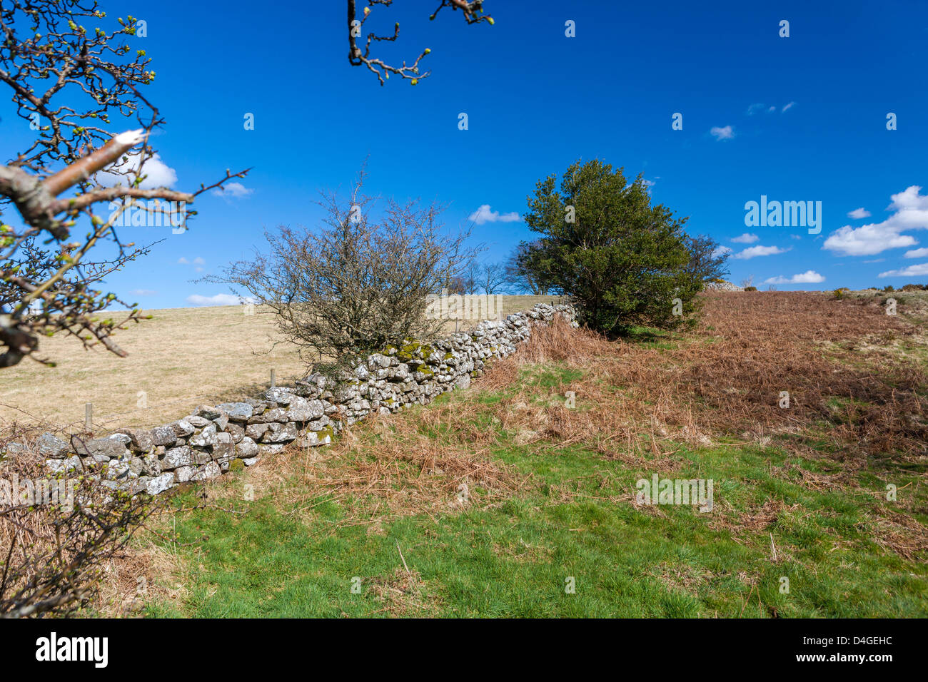 Hedge, Dartmoor National Park, Chagford, Devon, UK, Europe Stock Photo ...