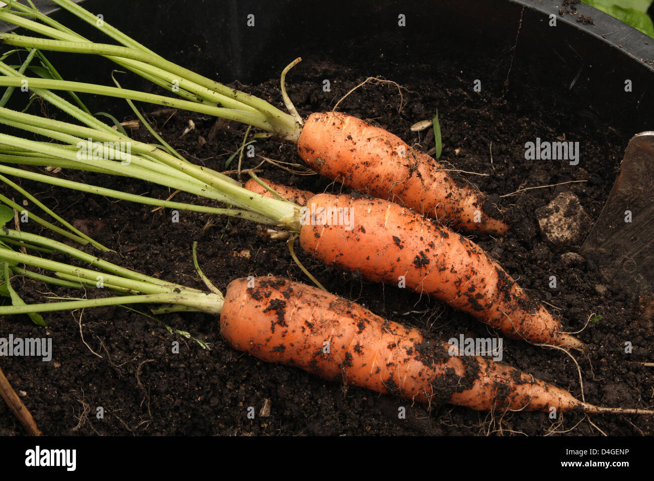 Newly dug up carrots. Home grown in a bucket Stock Photo - Alamy