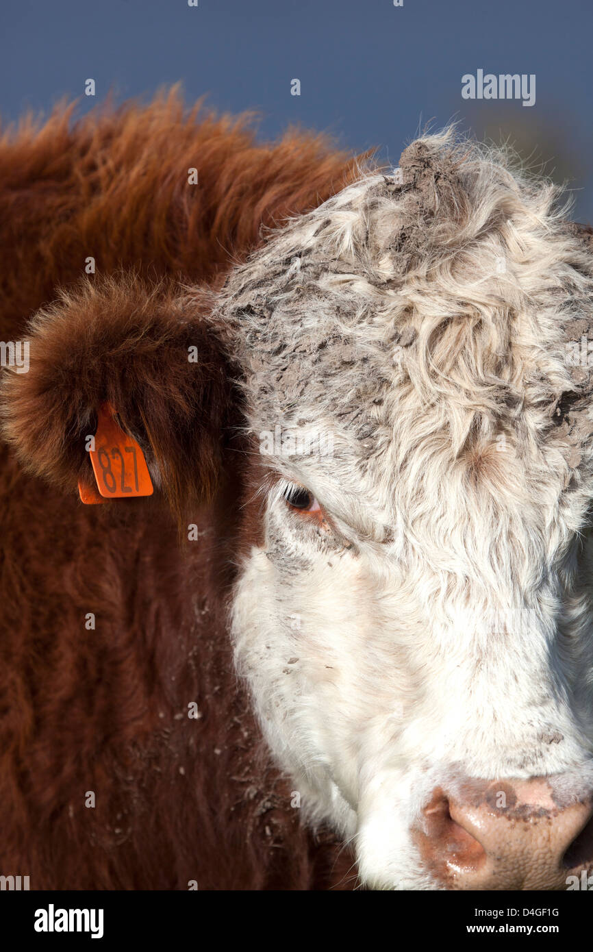 Muddy face hi-res stock photography and images - Alamy