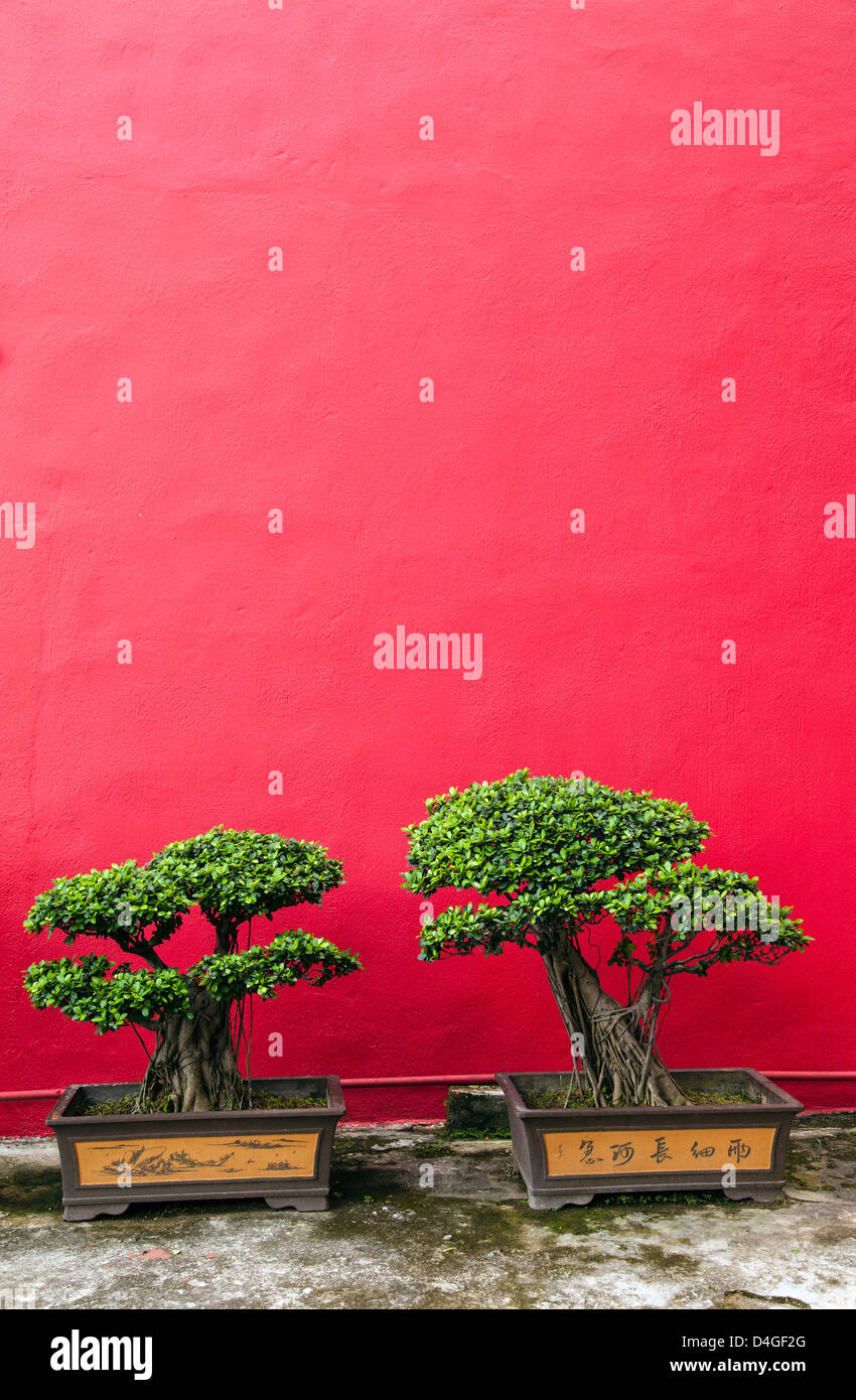 Two small trees in pots against a red wall at the 10,000 Buddhas ...