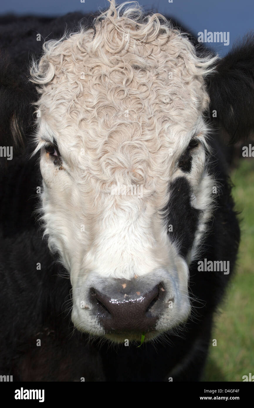 Close-up of Cows Face Stock Photo - Alamy