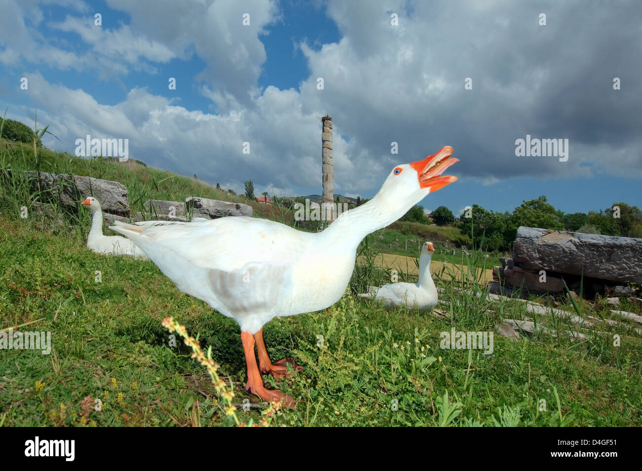 Geese guarding the temple of Artemis, antique city of Ephesus, Efes ...