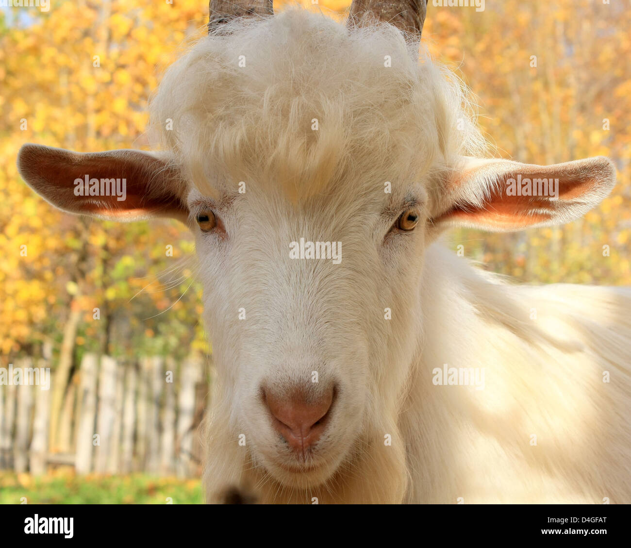 Portrait of a young goat Stock Photo - Alamy