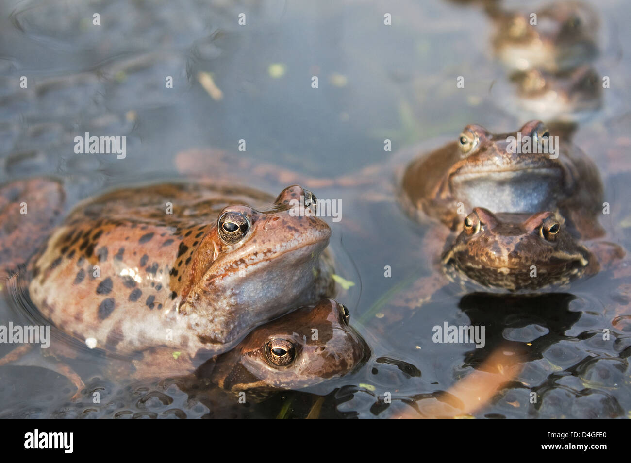 Frog jumping pond hi-res stock photography and images - Alamy