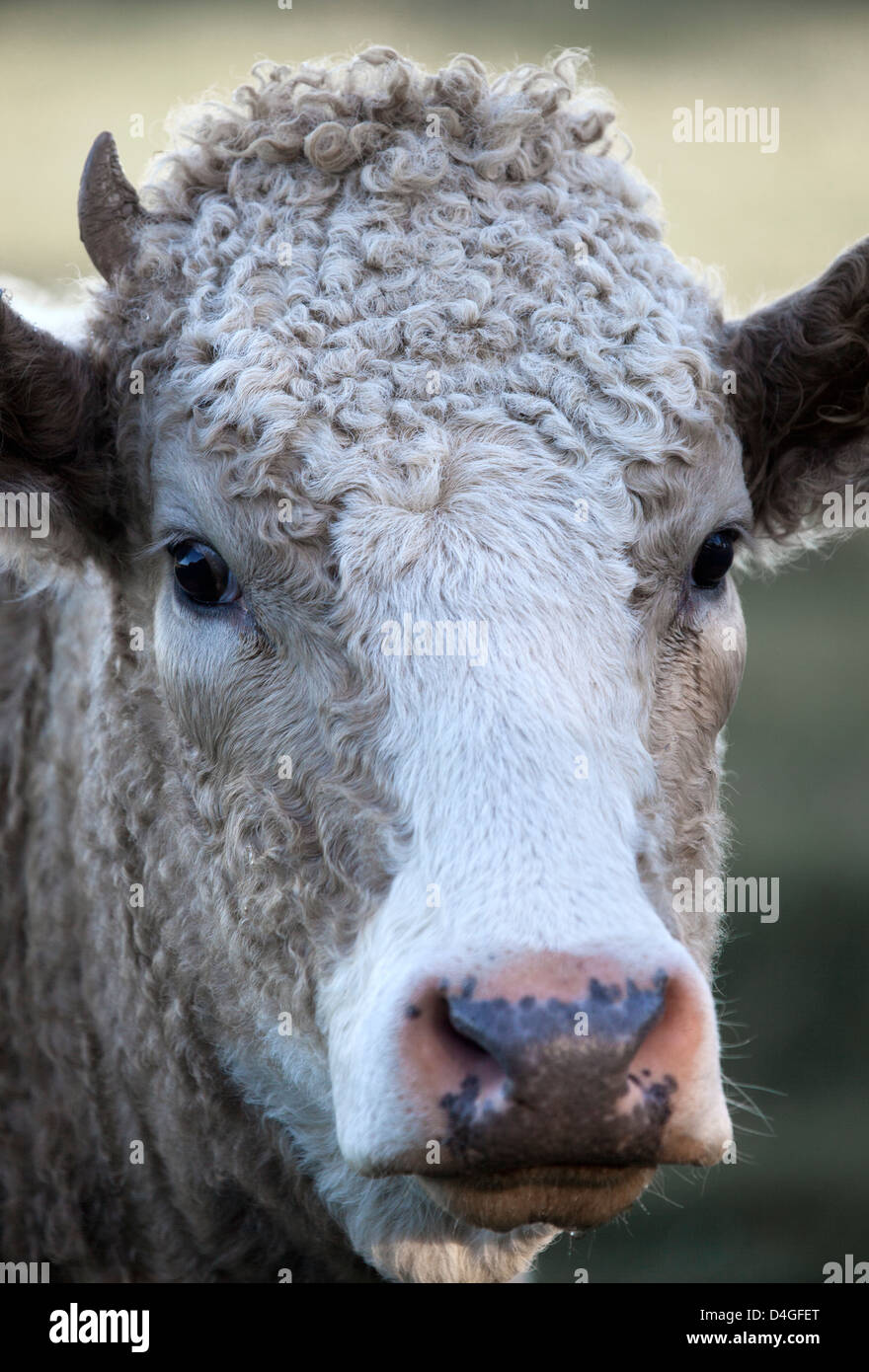 Curly fringe hi-res stock photography and images - Alamy