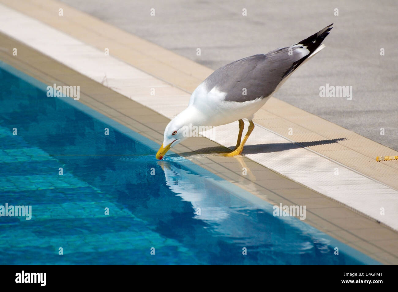 Seagull drinking water from a pool, Turkey, Western Asia Stock Photo ...