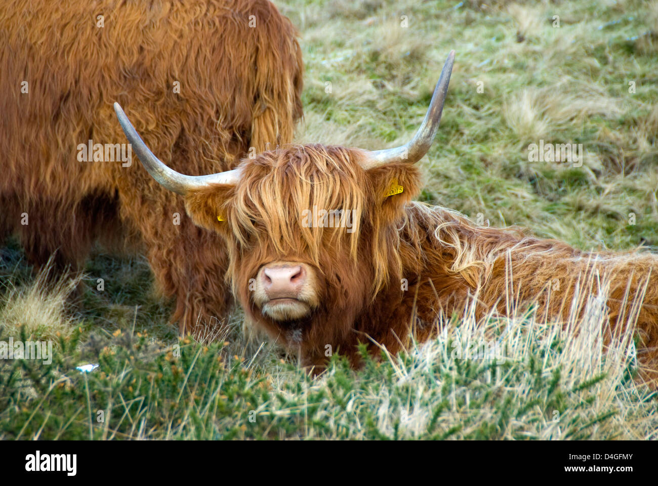 Highland cow silhouette hi-res stock photography and images - Alamy