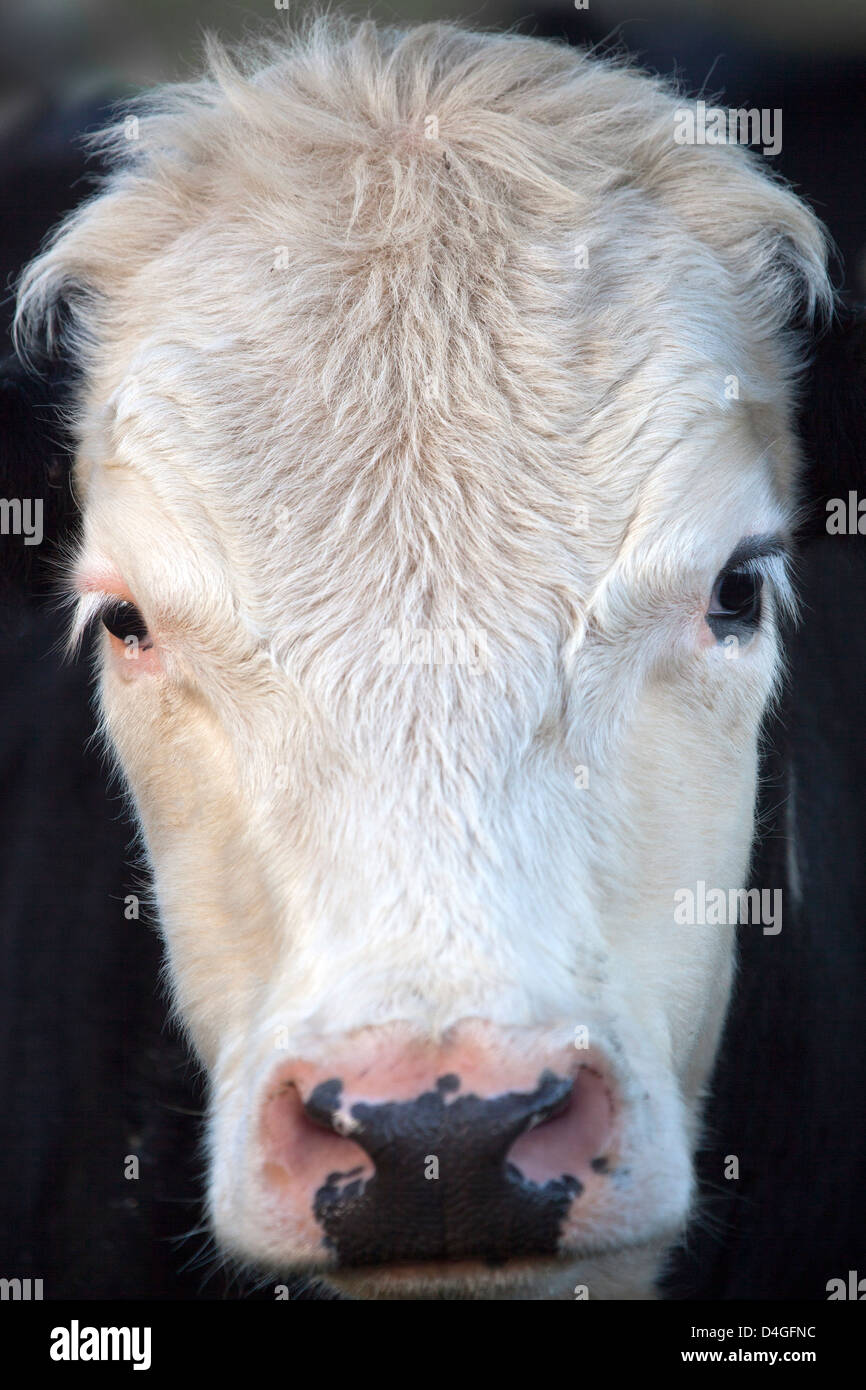 Close-up of Cows Face Stock Photo - Alamy
