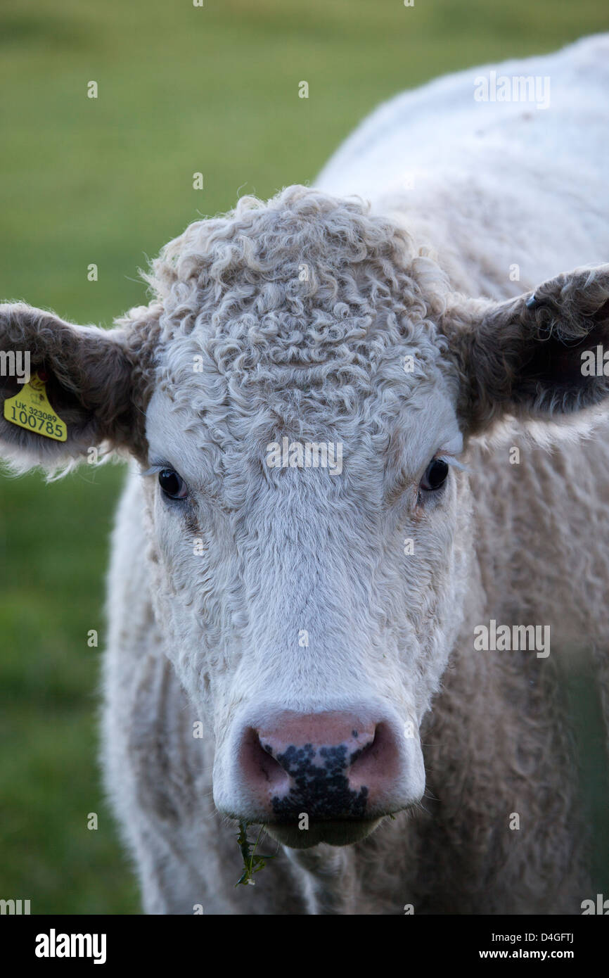 Close-up of Cows Face Stock Photo - Alamy
