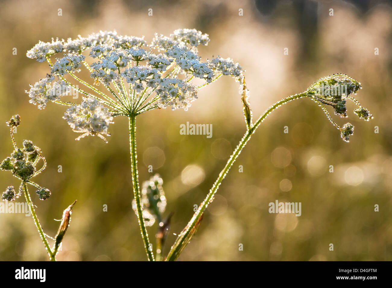 Spring juicy meadow rural hi-res stock photography and images - Alamy