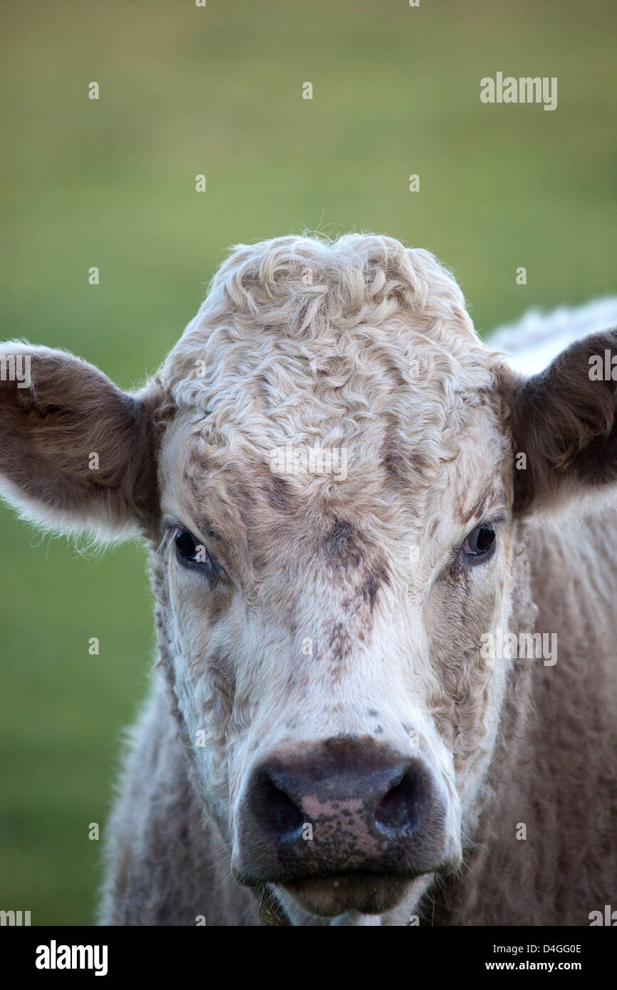 Close-up of Cows Face Stock Photo - Alamy