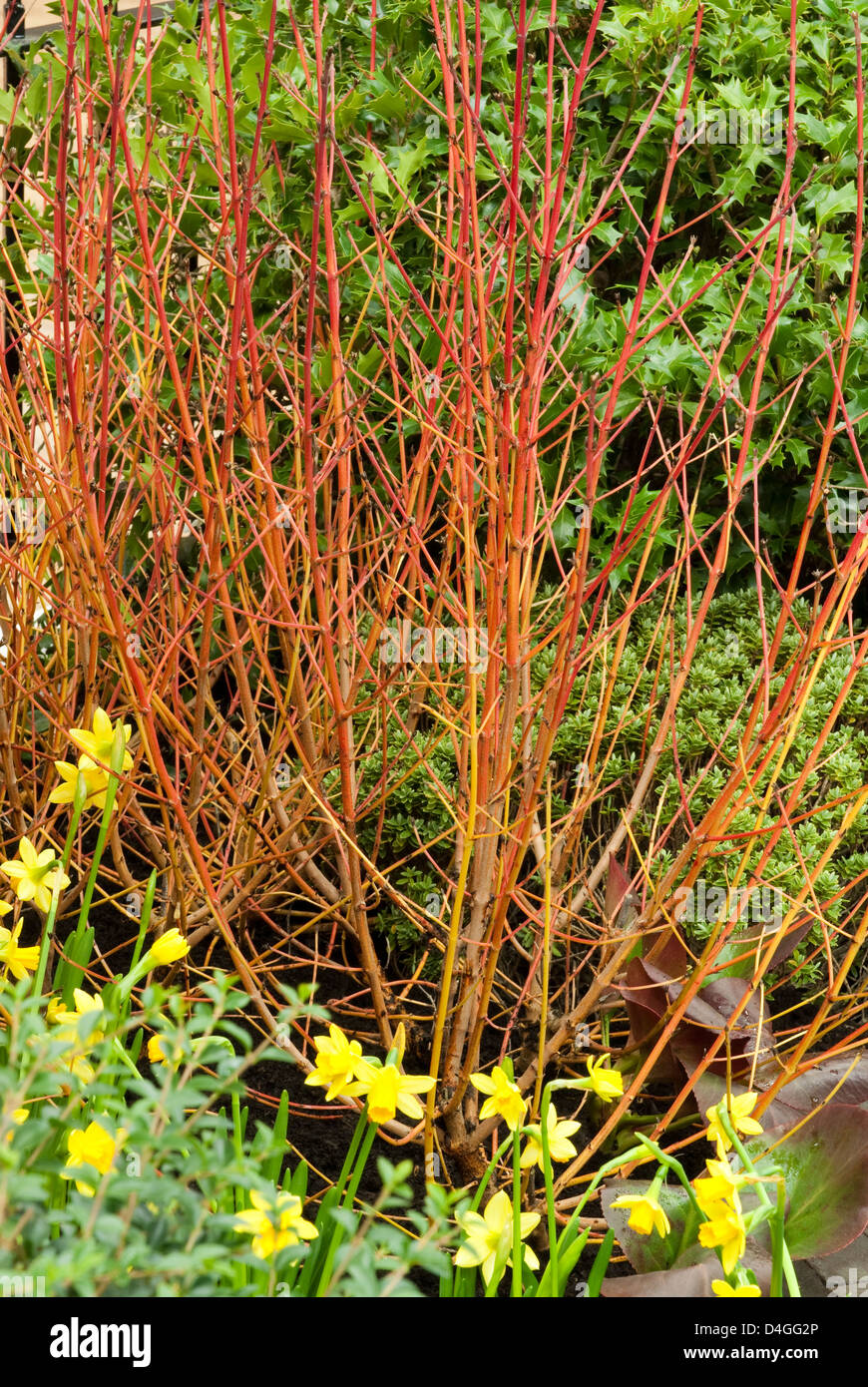 Cornus sanguinea 'Midwinter Fire' Stock Photo - Alamy