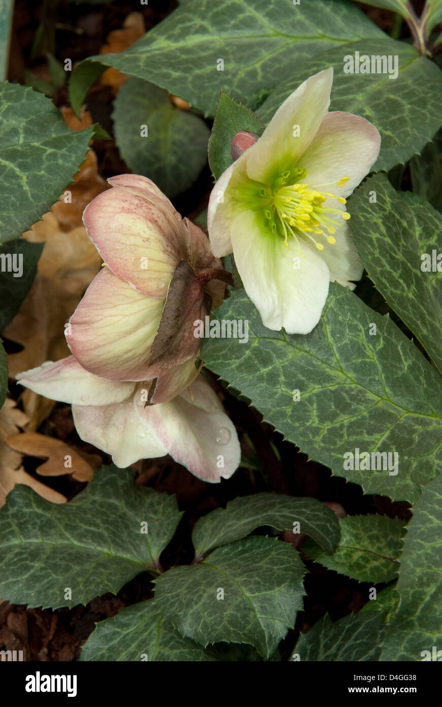 Helleborus x hybridus 'Winter Moonbeam' Stock Photo - Alamy