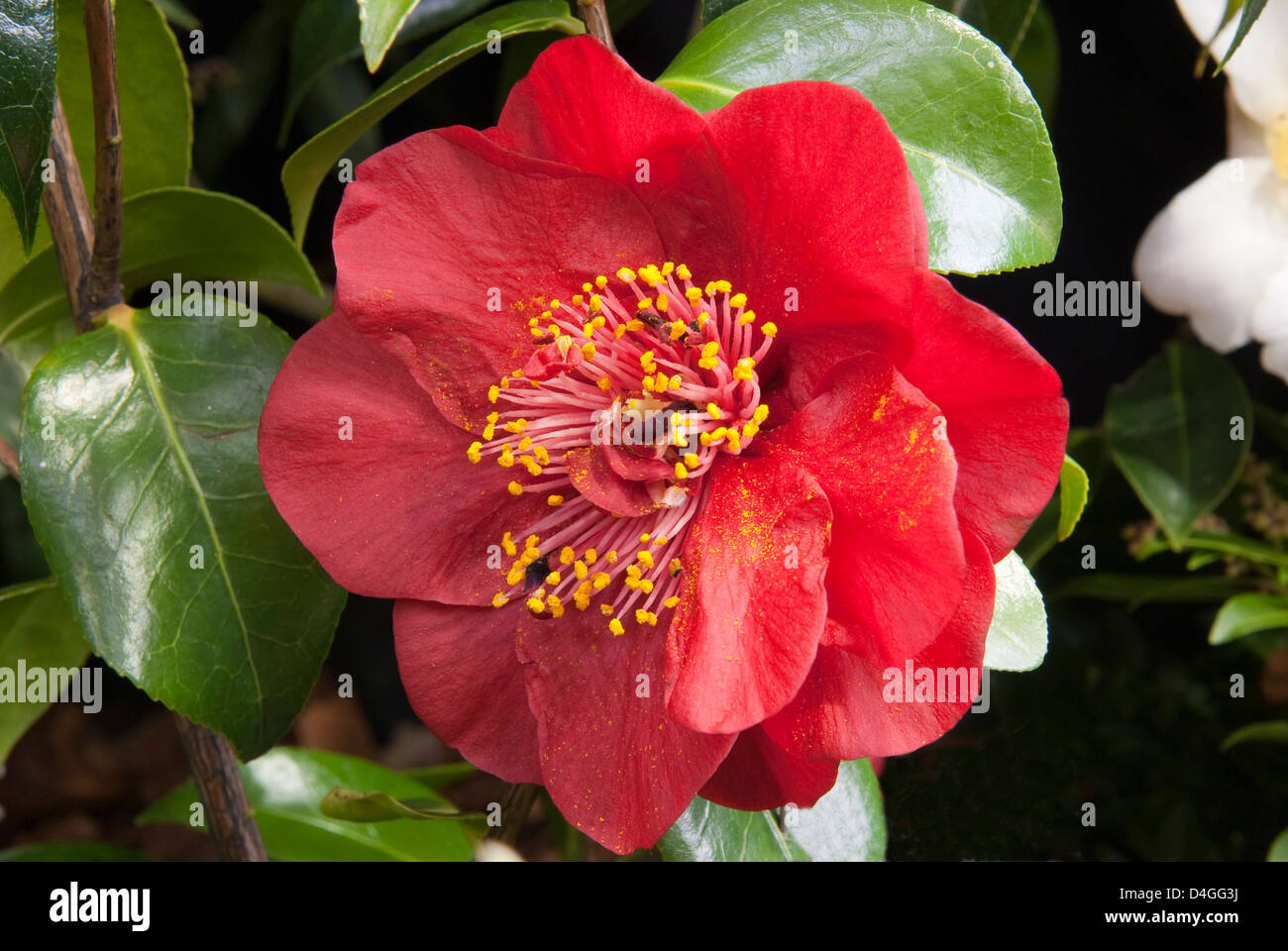 Camellia japonica 'Candy Apple' Stock Photo - Alamy
